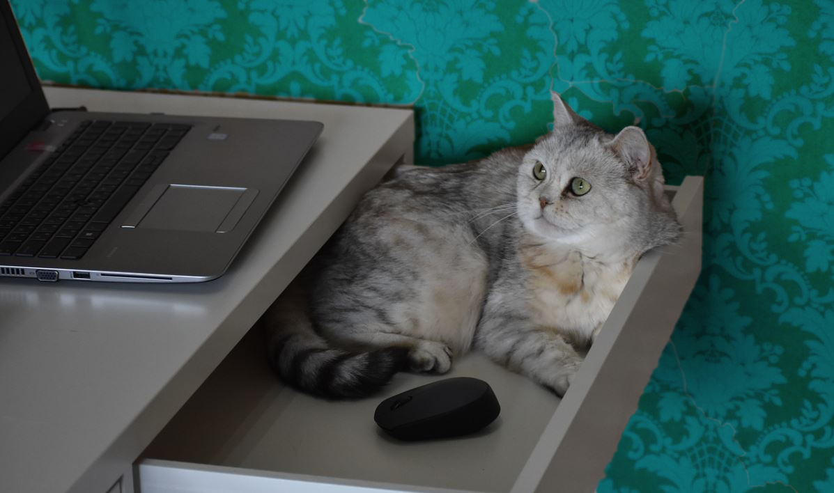 Working From Home with your Cat | Vetsure | Life time pet insurance ...
