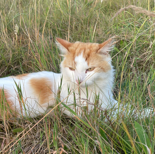 Heat Stroke in cats- Everything that owners need to know | Vetsure