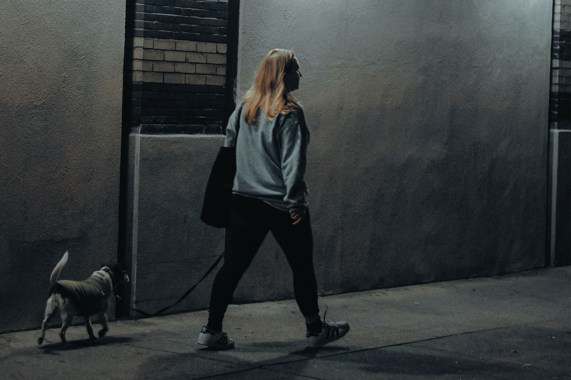 Night Walk Safety - Tips to Help Keep You and Your Dog Safe | Vetsure ...