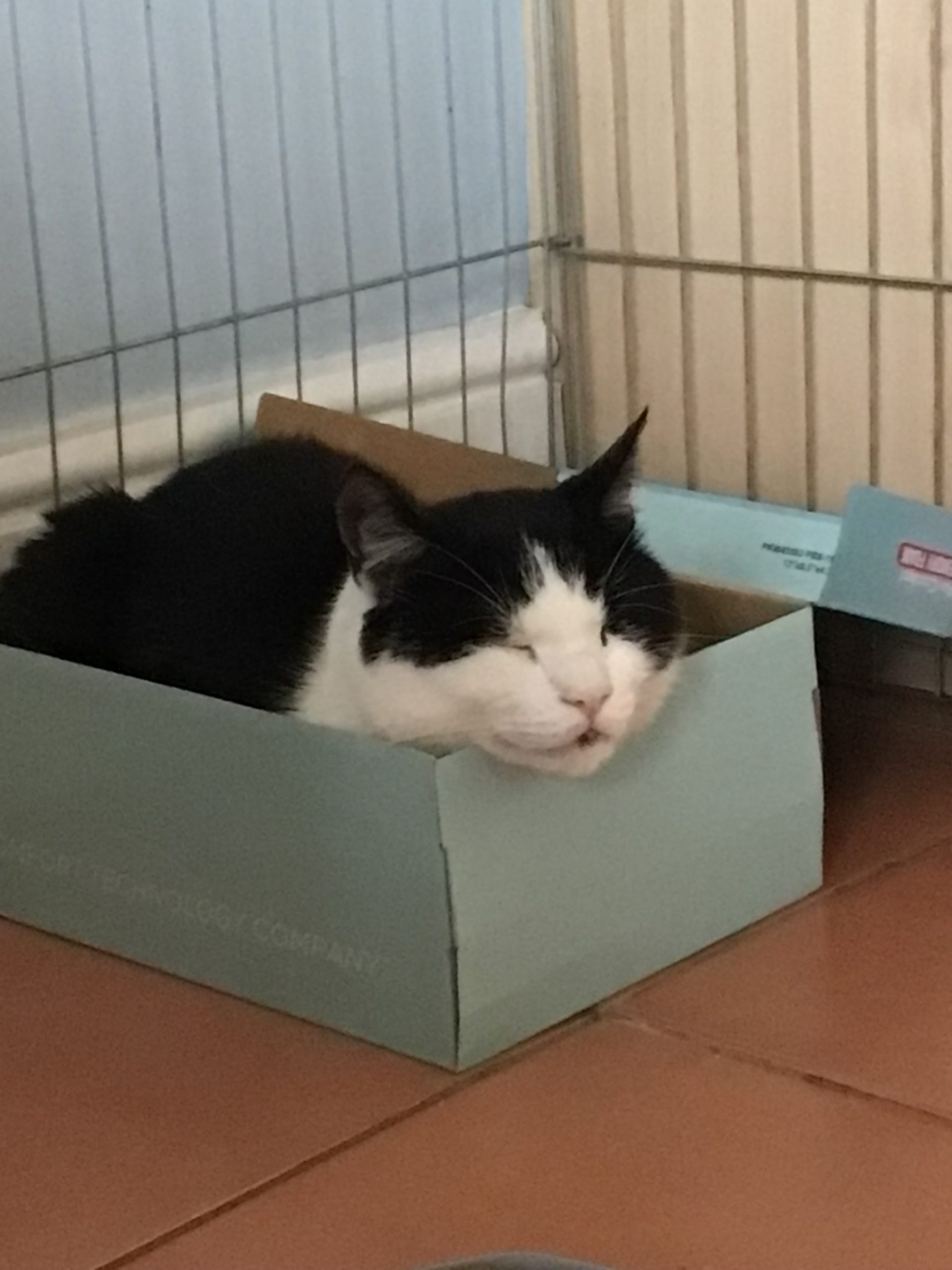 Cat Wins Pet Bravery Award | Trusted Pet Insurance | Vetsure